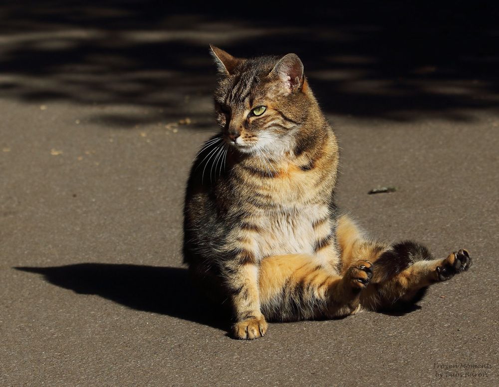 Zoo-Katze Foto & Bild | nature, katze, cat Bilder auf fotocommunity