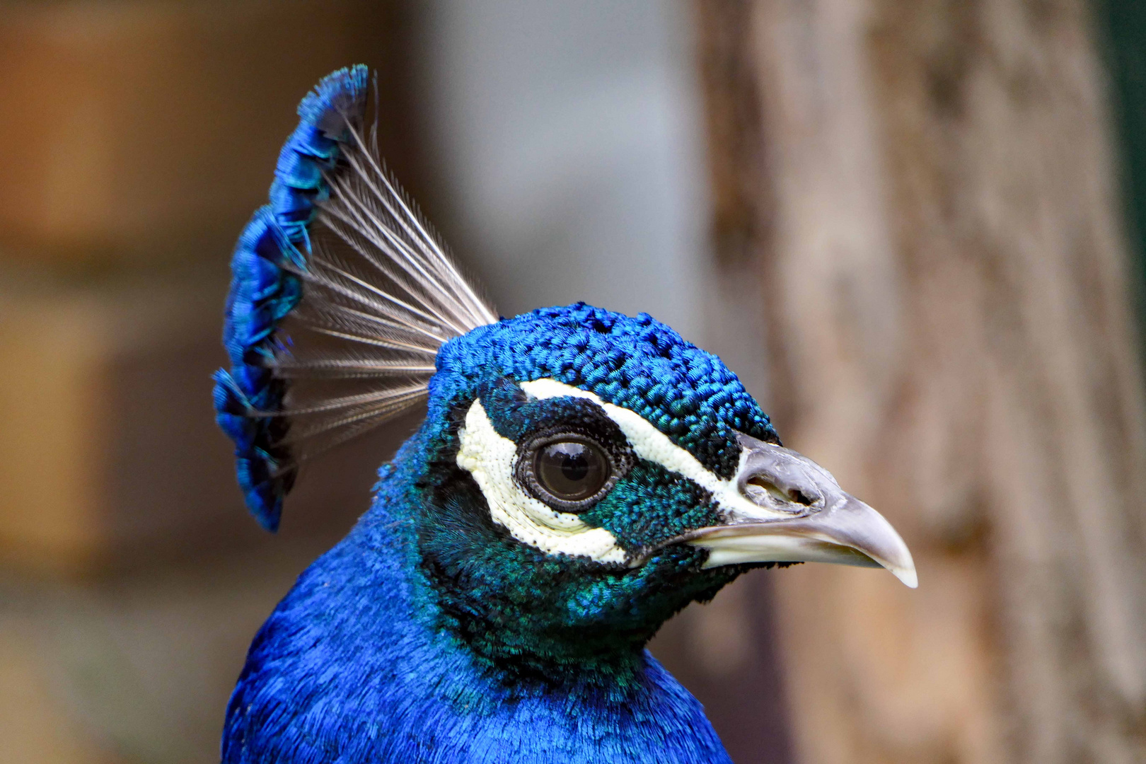 Zoo Pfau Foto & Bild | tiere, zoo, wildpark & falknerei, vögel Bilder ...