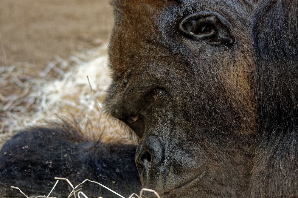 Zoo Rostock Foto & Bild | natur, reisen, zoo Bilder auf fotocommunity
