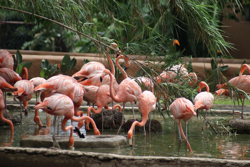 ZOOLOGICO GUADALAJARA MEXICO Imagen & Foto | animales, naturaleza Fotos ...
