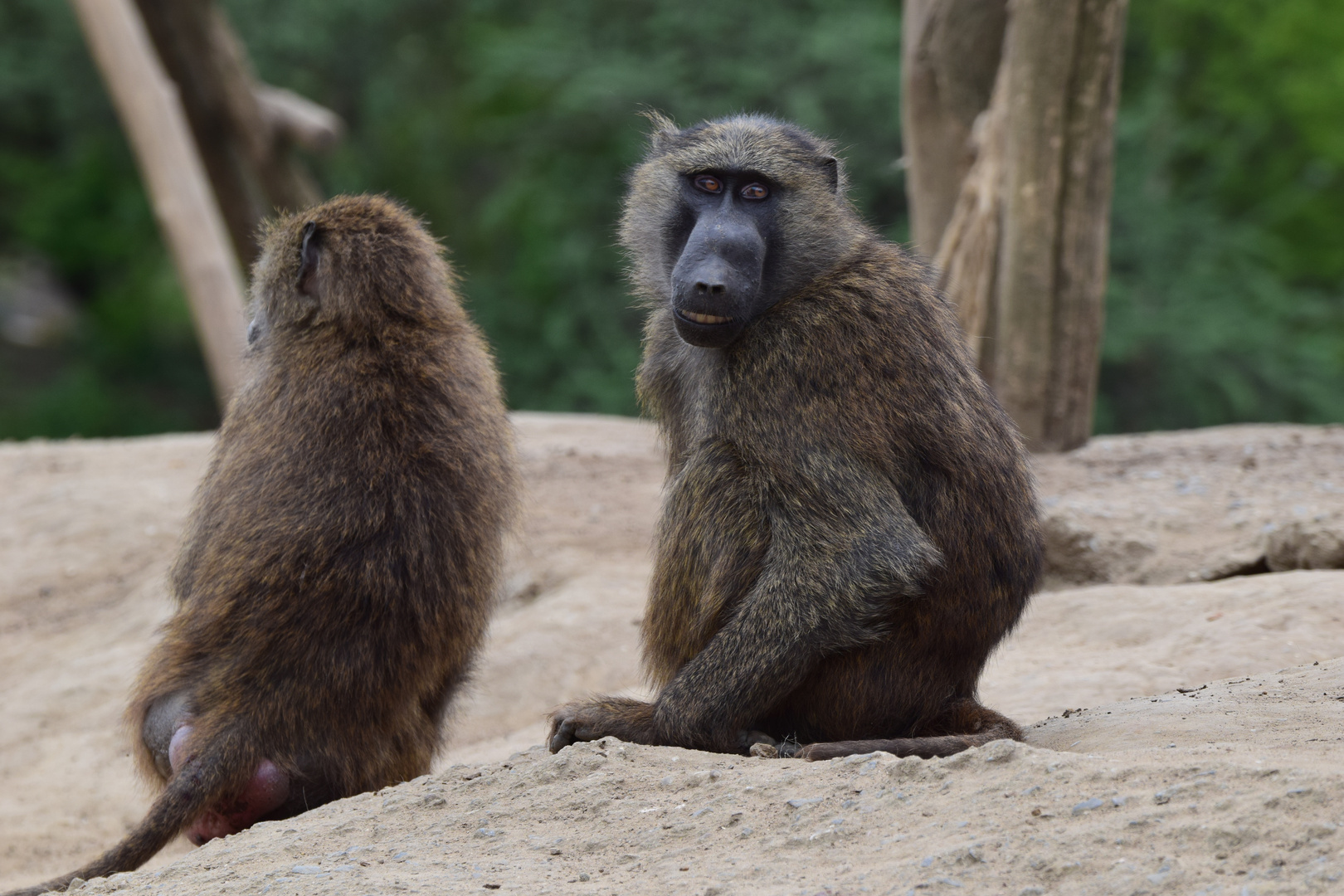 Zoom GE - Afrika (14) Paviane Foto & Bild | asien, alaska, affen Bilder ...