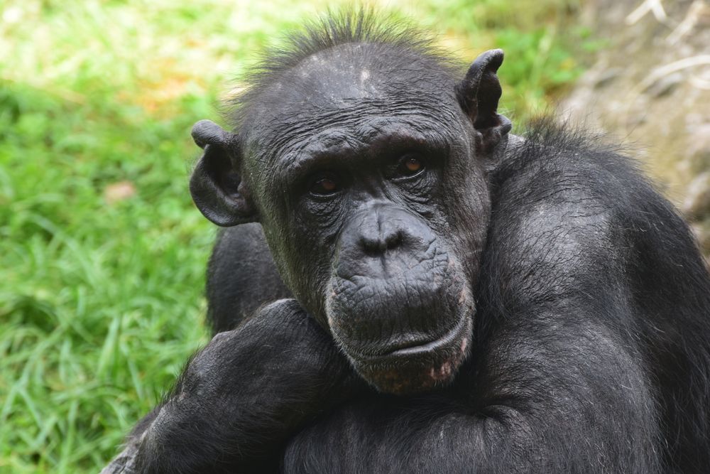 Zoom GE Afrika (52) Kein Wort über meine Ohren Foto & Bild | asien ...