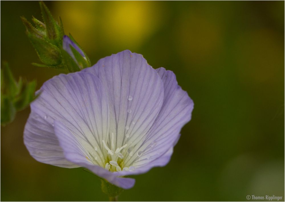 Zotten-Lein (Linum hirsutum) Foto & Bild | pflanzen, pilze & flechten ...