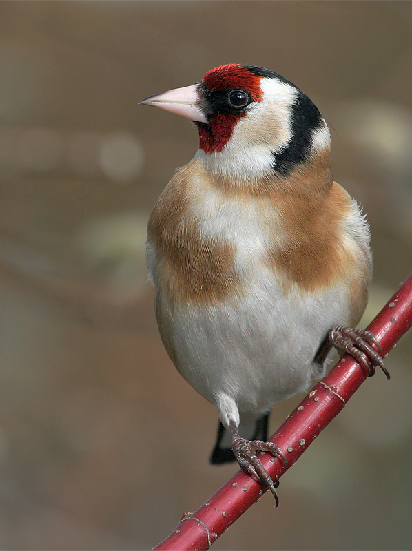 zu den schönsten Finken Foto & Bild | tiere, wildlife, wild lebende ...