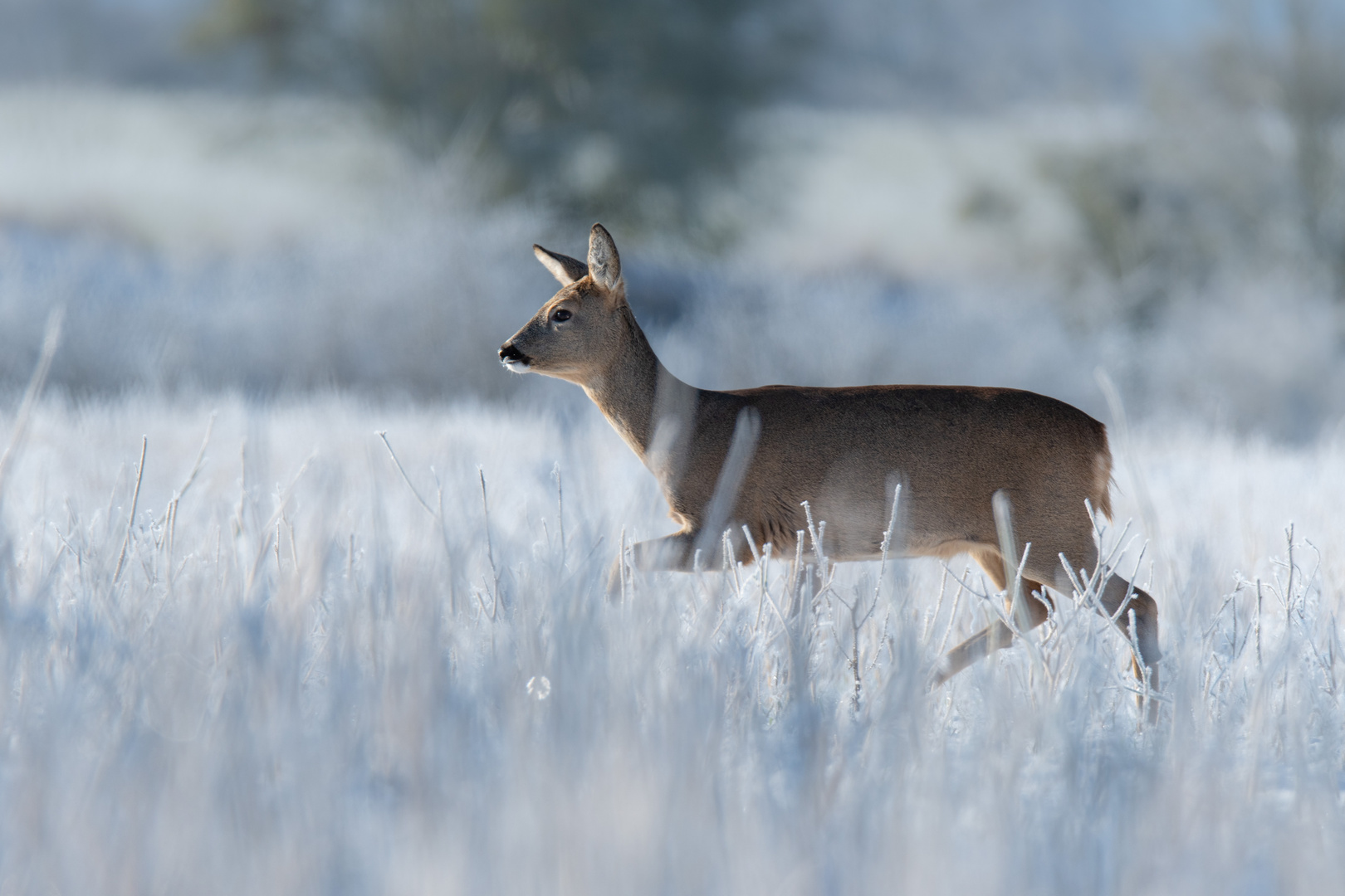 zu Gast bei den Rehen Foto & Bild | fotos, nature, winter Bilder auf ...