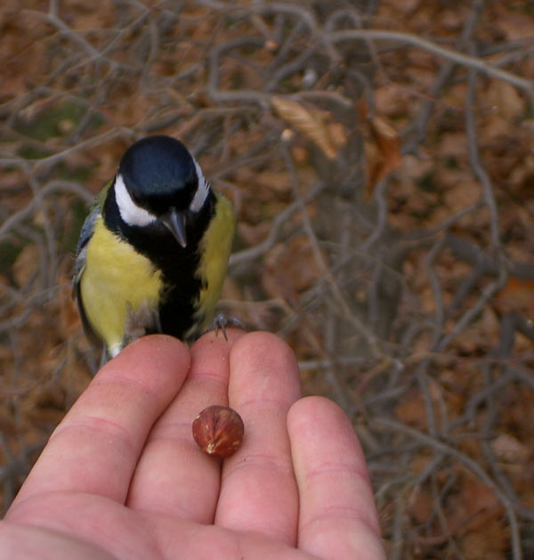Zu groß... Foto & Bild | tiere, wildlife, wild lebende vögel Bilder auf ...