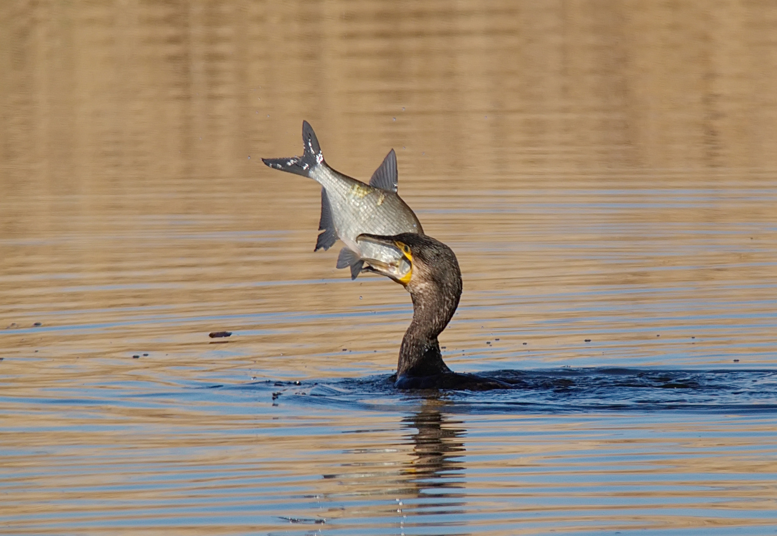 Zu Groß Foto & Bild | tiere, wildlife, wild lebende vögel Bilder auf ...