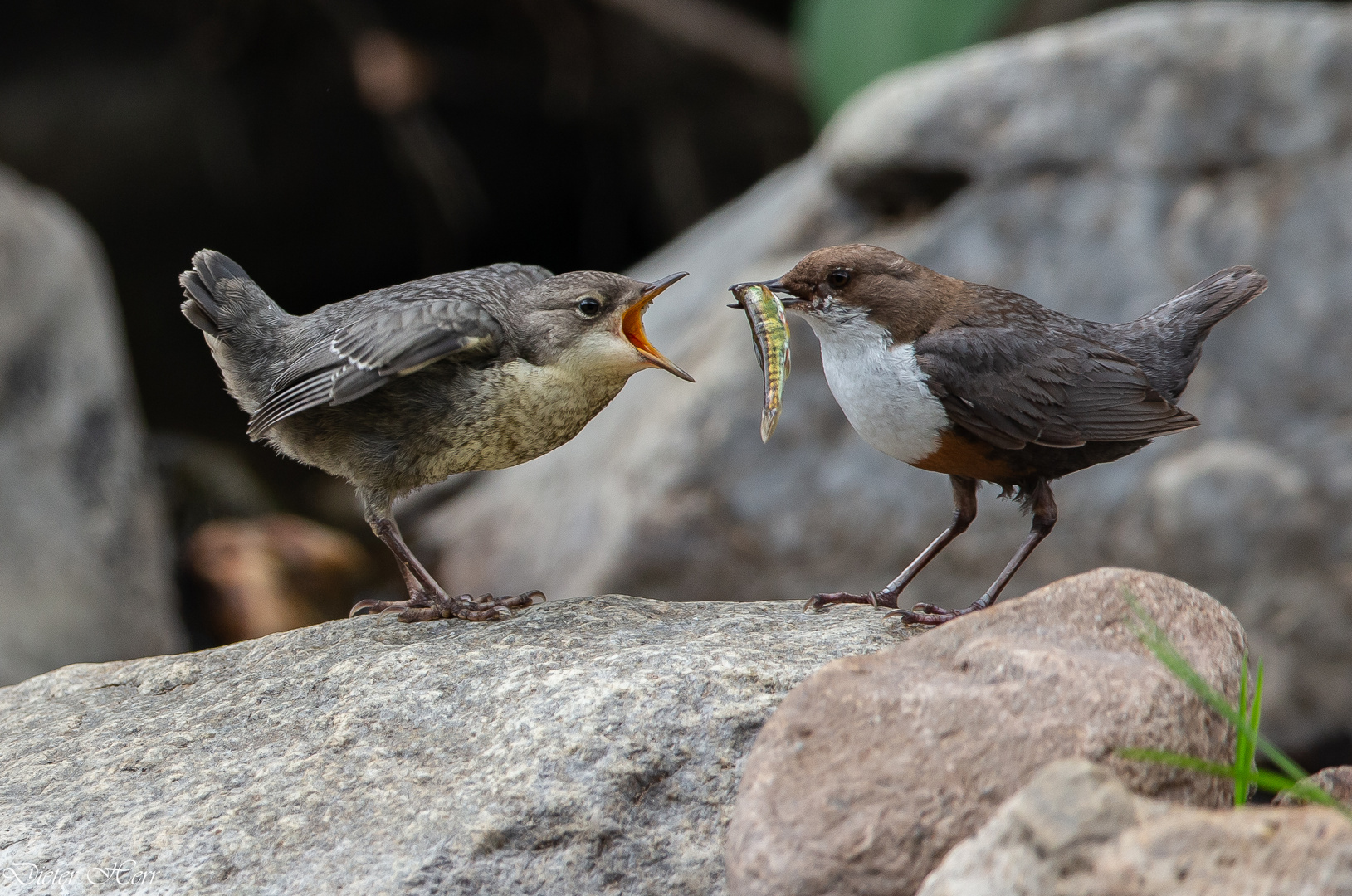 Zu groß.... Foto & Bild | natur, tiere, wildlife Bilder auf fotocommunity