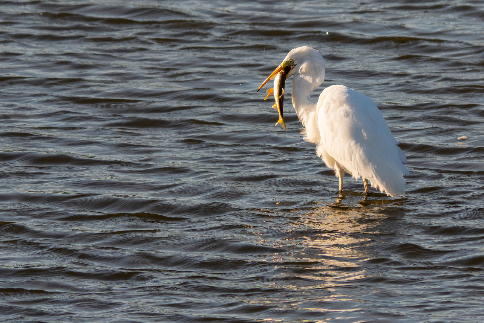 zu groß? Foto & Bild | wasser, natur, see Bilder auf fotocommunity