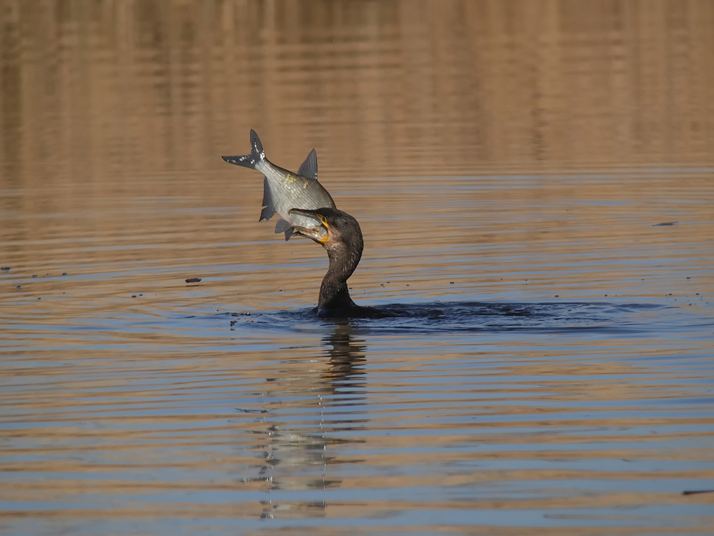 Zu groß Foto & Bild | tiere, wildlife, wild lebende vögel Bilder auf ...