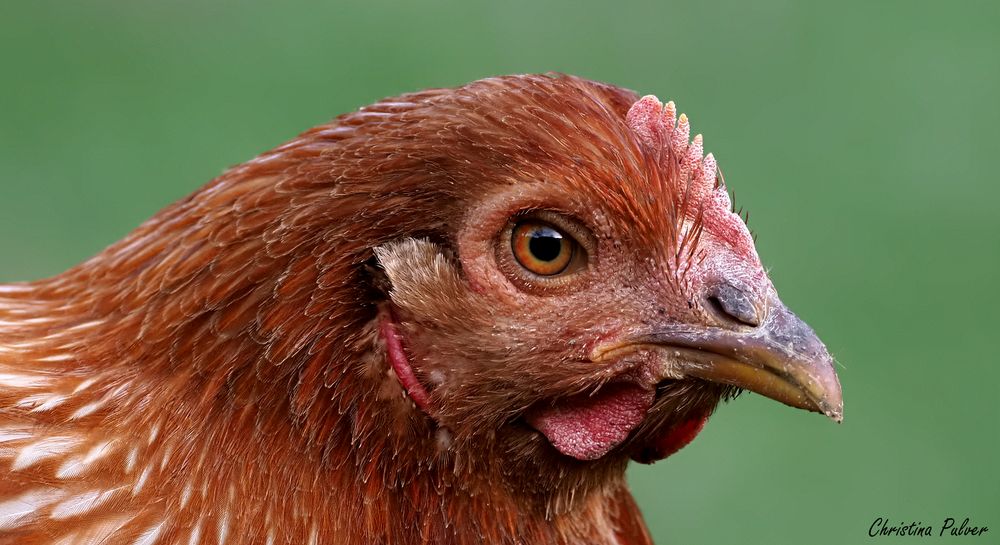 Zu jedem Hahn gehört eine Henne Foto & Bild | fotos, natur, portrait ...