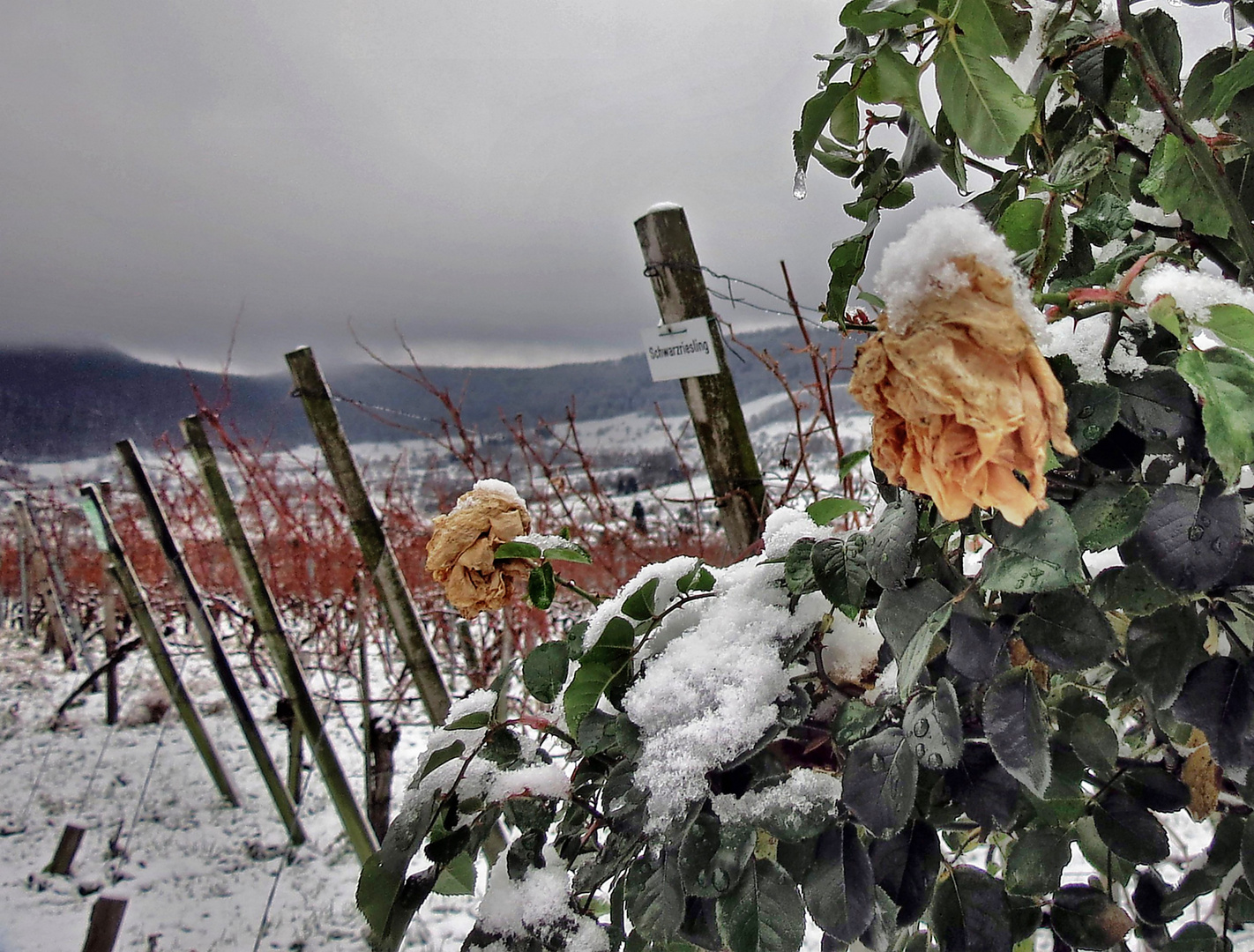 Zu kalt Foto & Bild | pflanzen, pilze & flechten, blüten ...