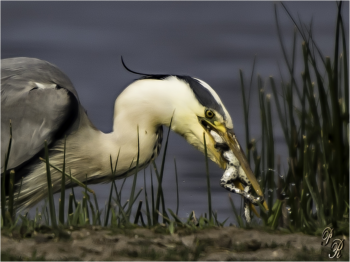 zu spät...... Foto & Bild | tiere, wildlife, wild lebende vögel Bilder ...