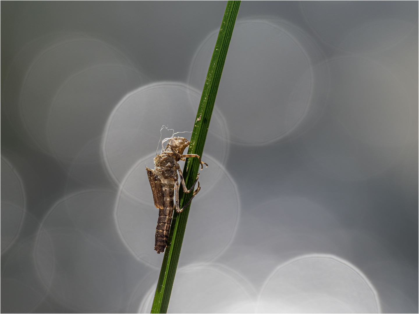 Zu spät Foto & Bild | tiere, wildlife, libellen Bilder auf fotocommunity