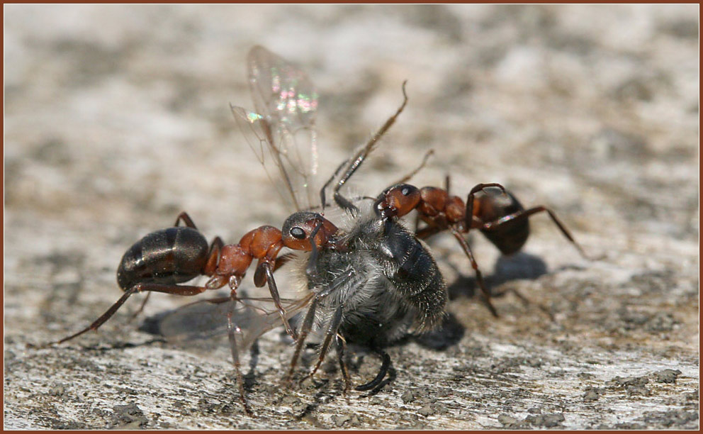 ...zu spät ! Foto & Bild | tiere, natur Bilder auf fotocommunity