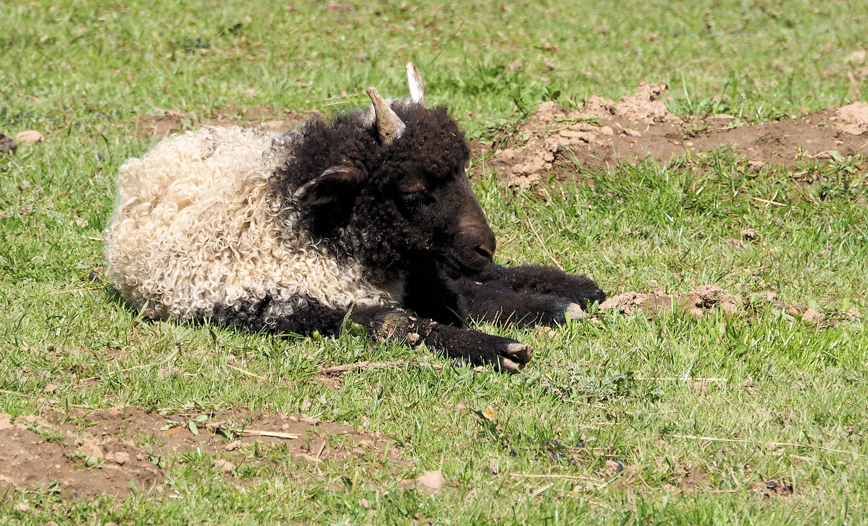 Zu warm mit der ganzen Wolle …. Foto & Bild | fotos, natur, tiere ...