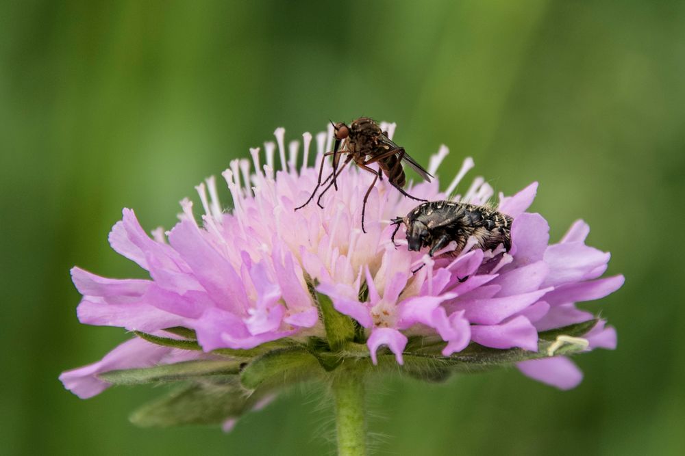 Zu zweit Foto & Bild | fotos, natur, fliegen Bilder auf fotocommunity