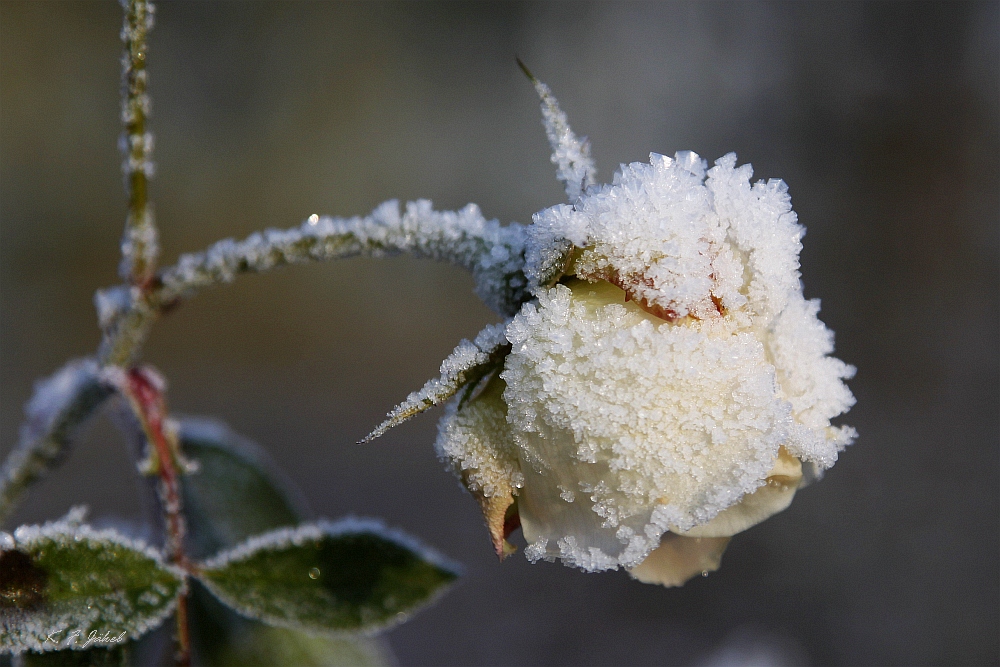 Zuckerrose Foto & Bild | archiv projekte naturchannel, eismakros ...