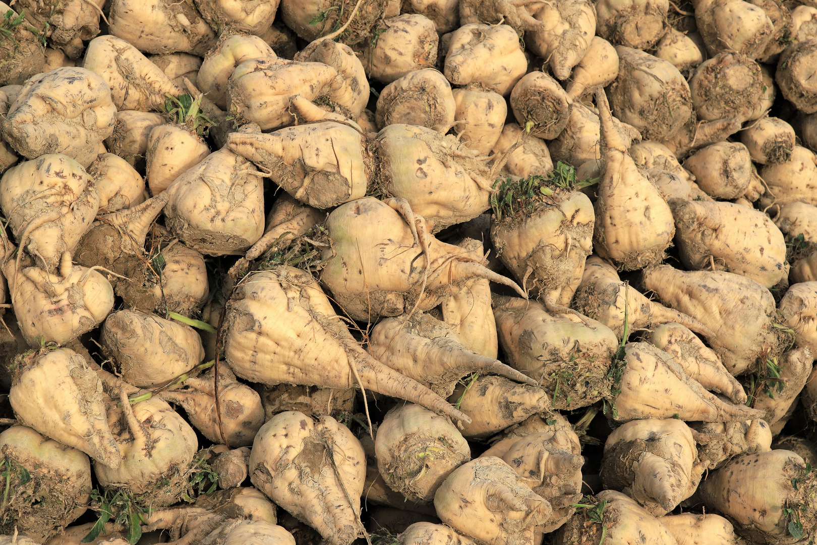 Zuckerrüben auf dem Feld Foto & Bild | feld, felder, pflanzen Bilder ...