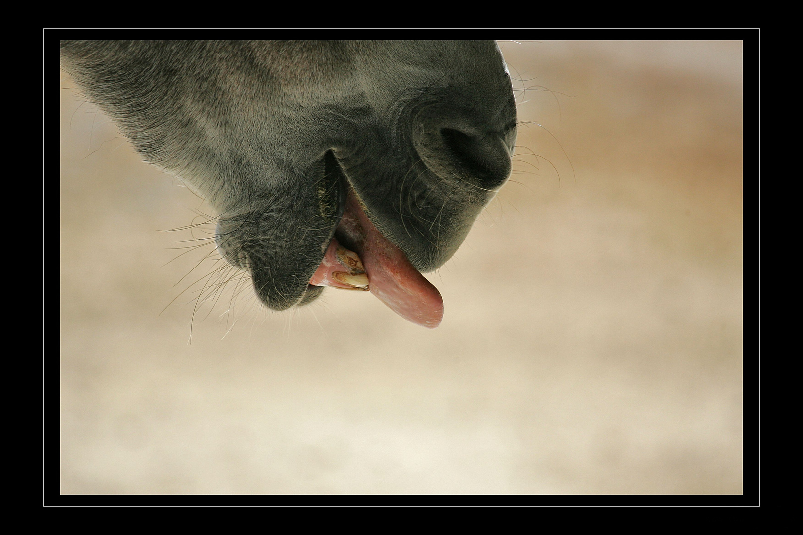 Zünglein an der Waage ? Foto & Bild | tiere, haustiere, pferde, esel ...