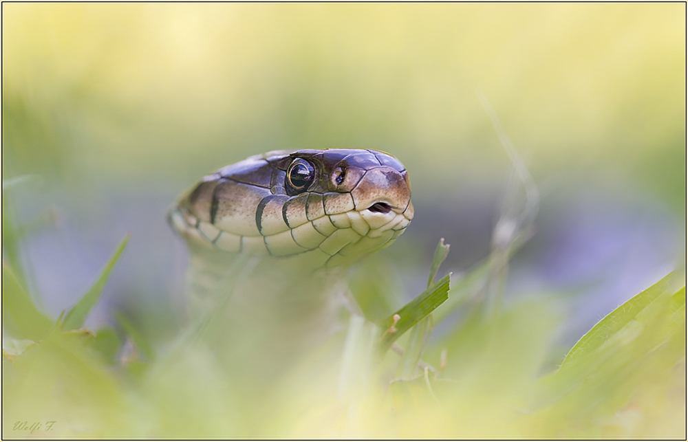 Zünglein Foto & Bild | natur, tiere, wildlife Bilder auf fotocommunity