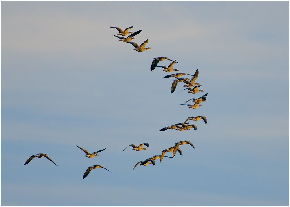 Zug der Graugänse Foto & Bild | tiere, wildlife, wild lebende vögel ...