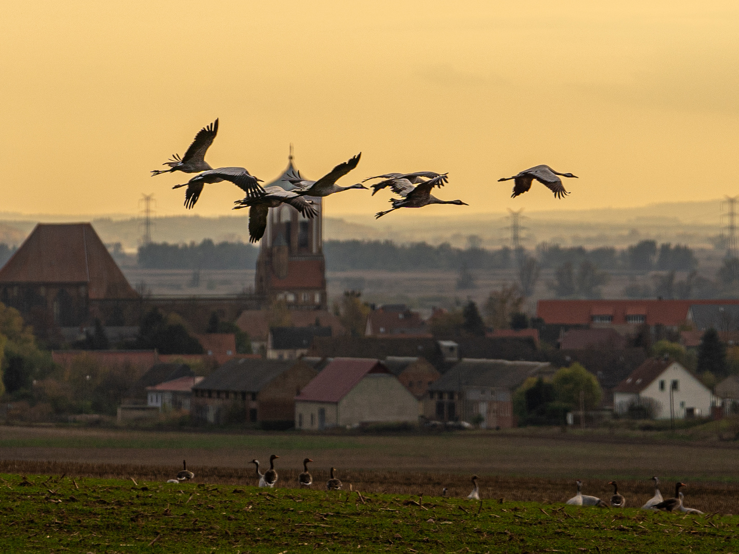 Zug der Kraniche Foto & Bild | tiere, wildlife, wild lebende vögel ...