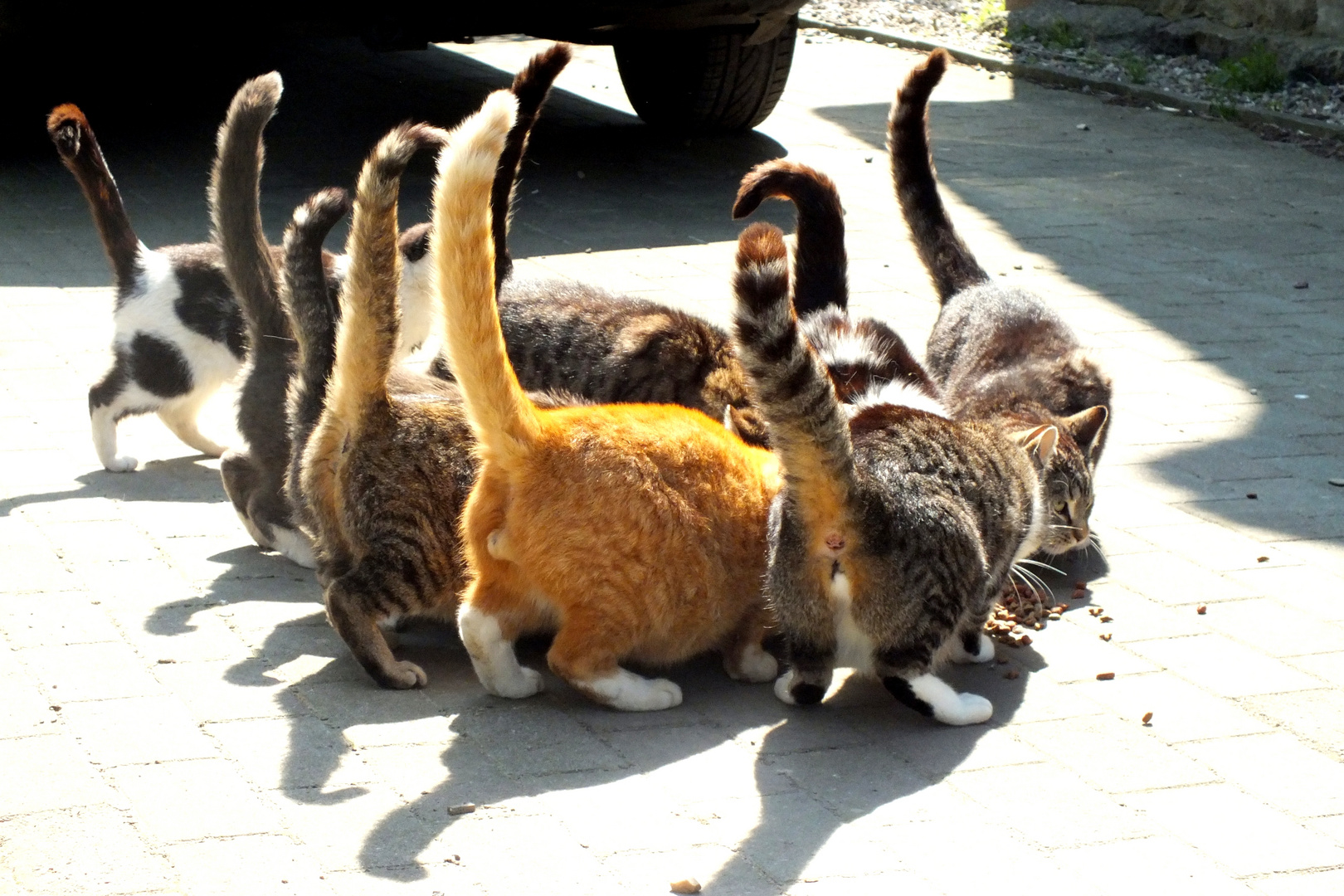 zugelaufene katzen Foto & Bild | tiere, haustiere, katzen Bilder auf fotocommunity