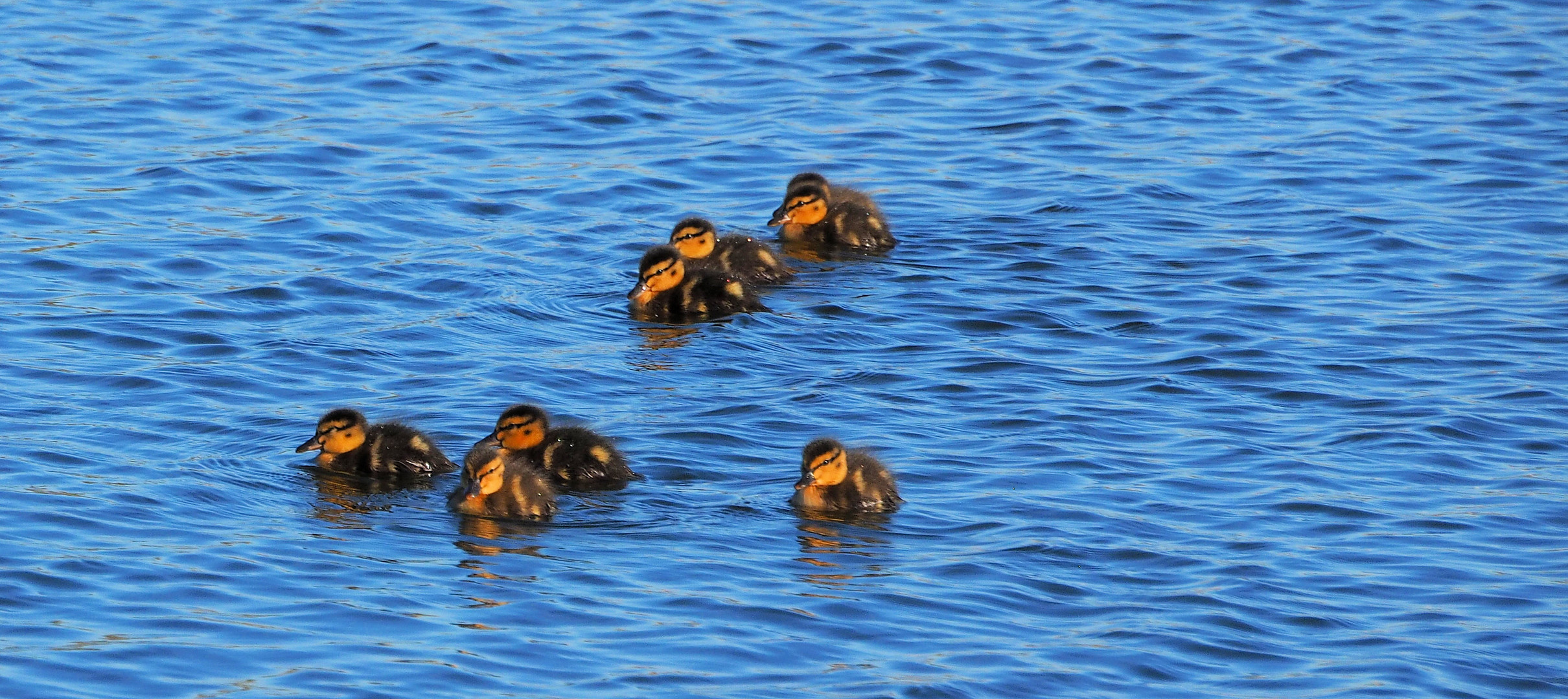 Zum Blue Monday … Foto & Bild | blue, fotos, blau Bilder auf fotocommunity