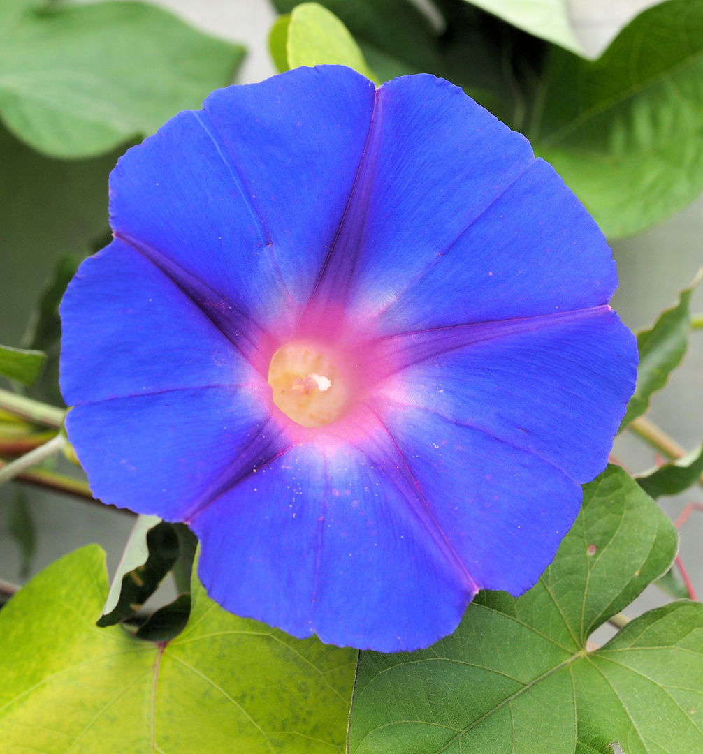 Zum Blue Monday… Foto & Bild | blue, blau, monday Bilder auf fotocommunity