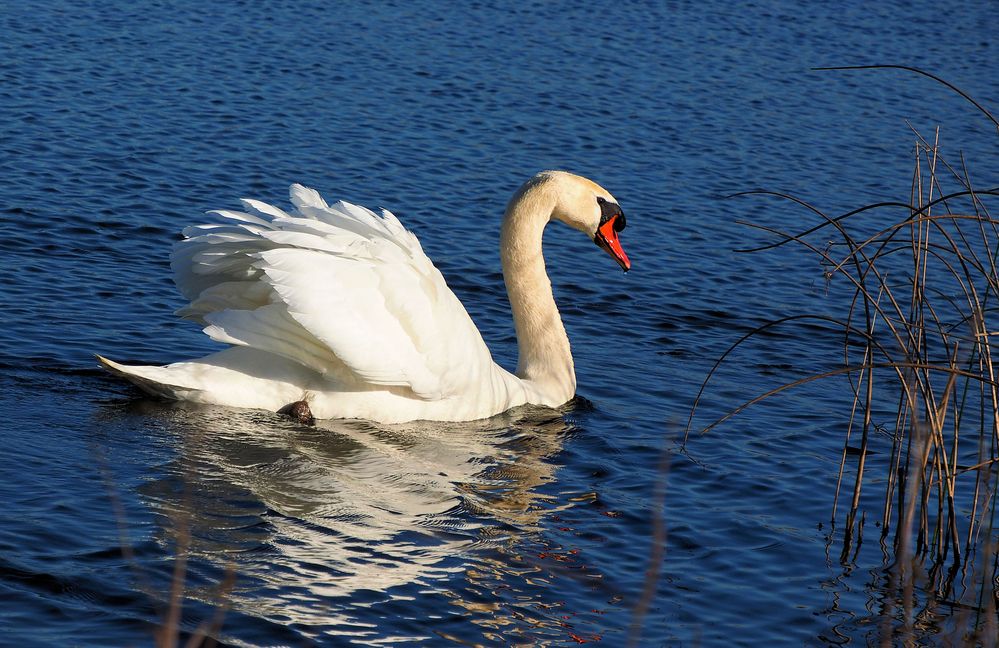 Zum Blue Monday … Foto & Bild | blue, spezial, blau Bilder auf ...