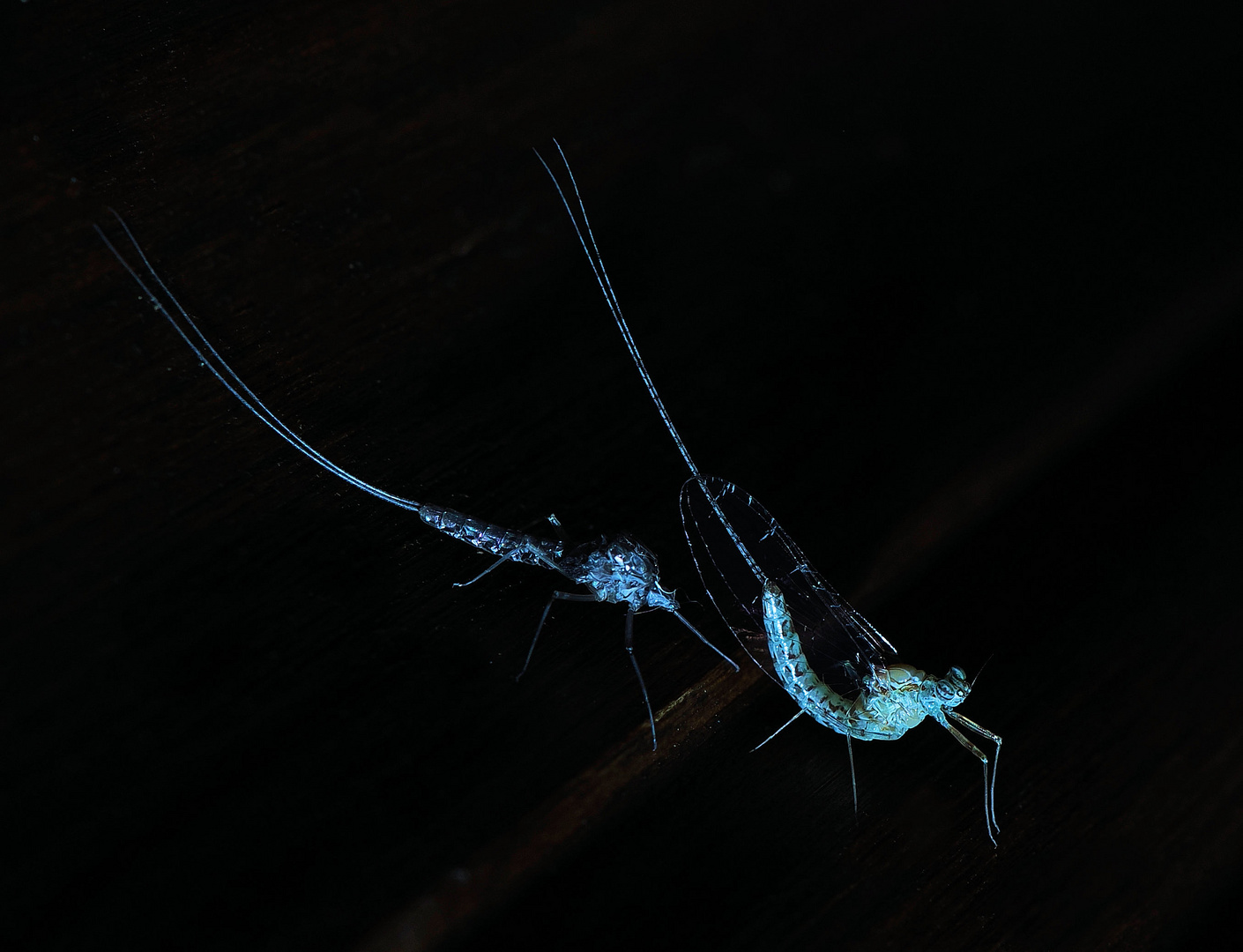 Zum Blue Monday … Foto & Bild | blue, spezial, blau Bilder auf ...