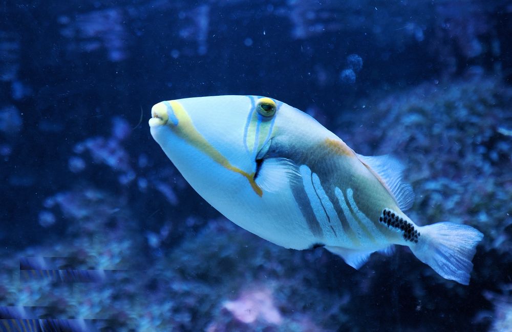 Zum Blue Monday… Foto & Bild | blue, fotos, spezial Bilder auf ...