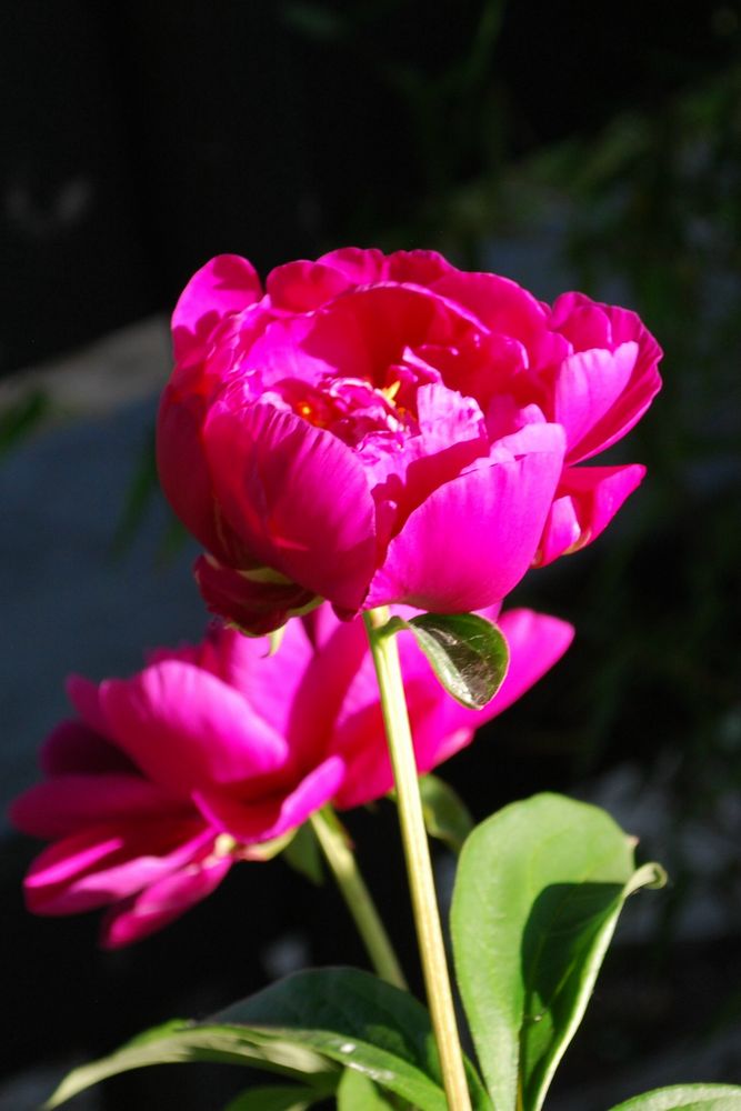 zum Blümchentag Foto & Bild | natur, blumen, pflanzen Bilder auf fotocommunity