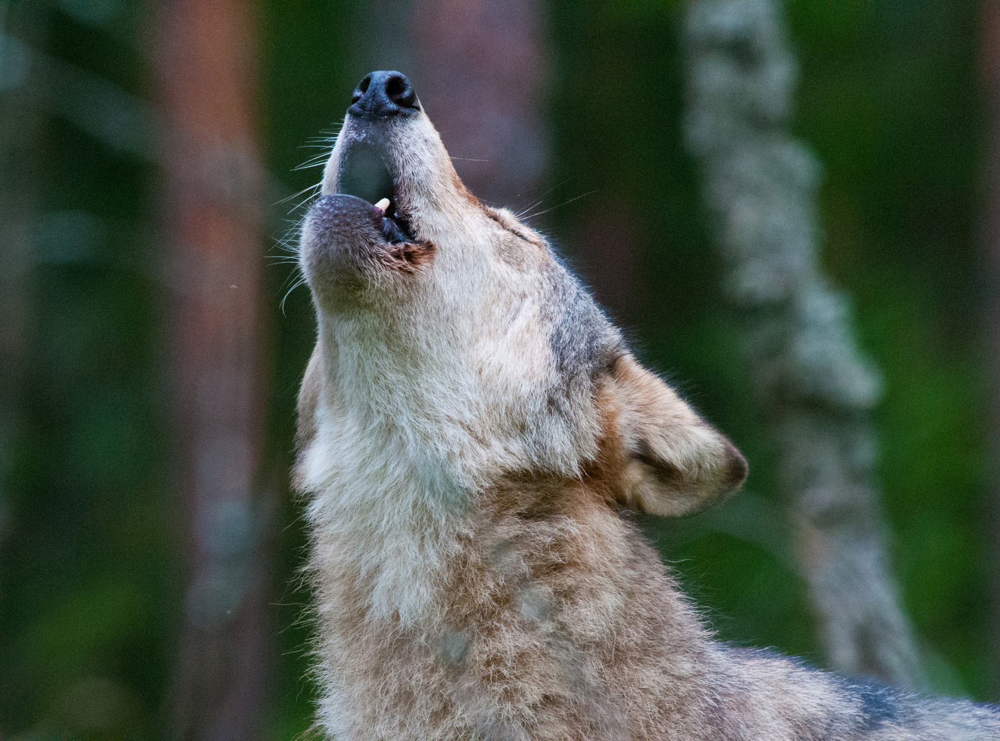 Zum „Heulen“ Foto & Bild | wolf, wald, natur Bilder auf fotocommunity