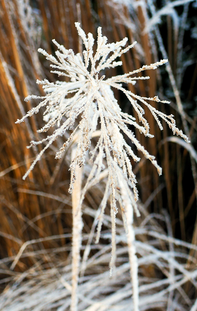 Zum Jahreswechsel 2025/2026 - Prost Neujahr mit Eisfeuerwerk Foto ...