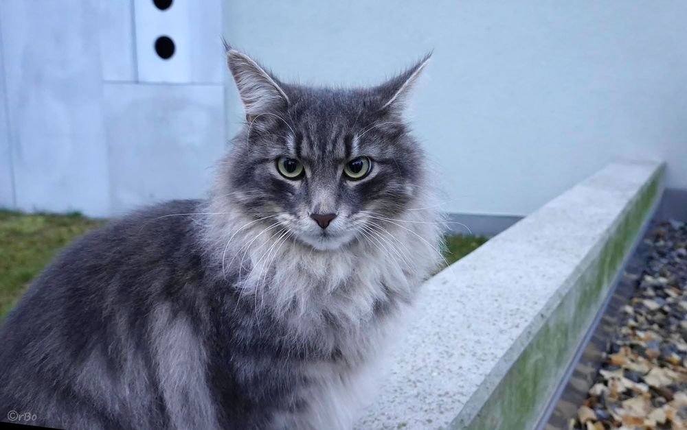 zum Knuddeln Foto & Bild | tiere, haustiere, katzen Bilder auf ...