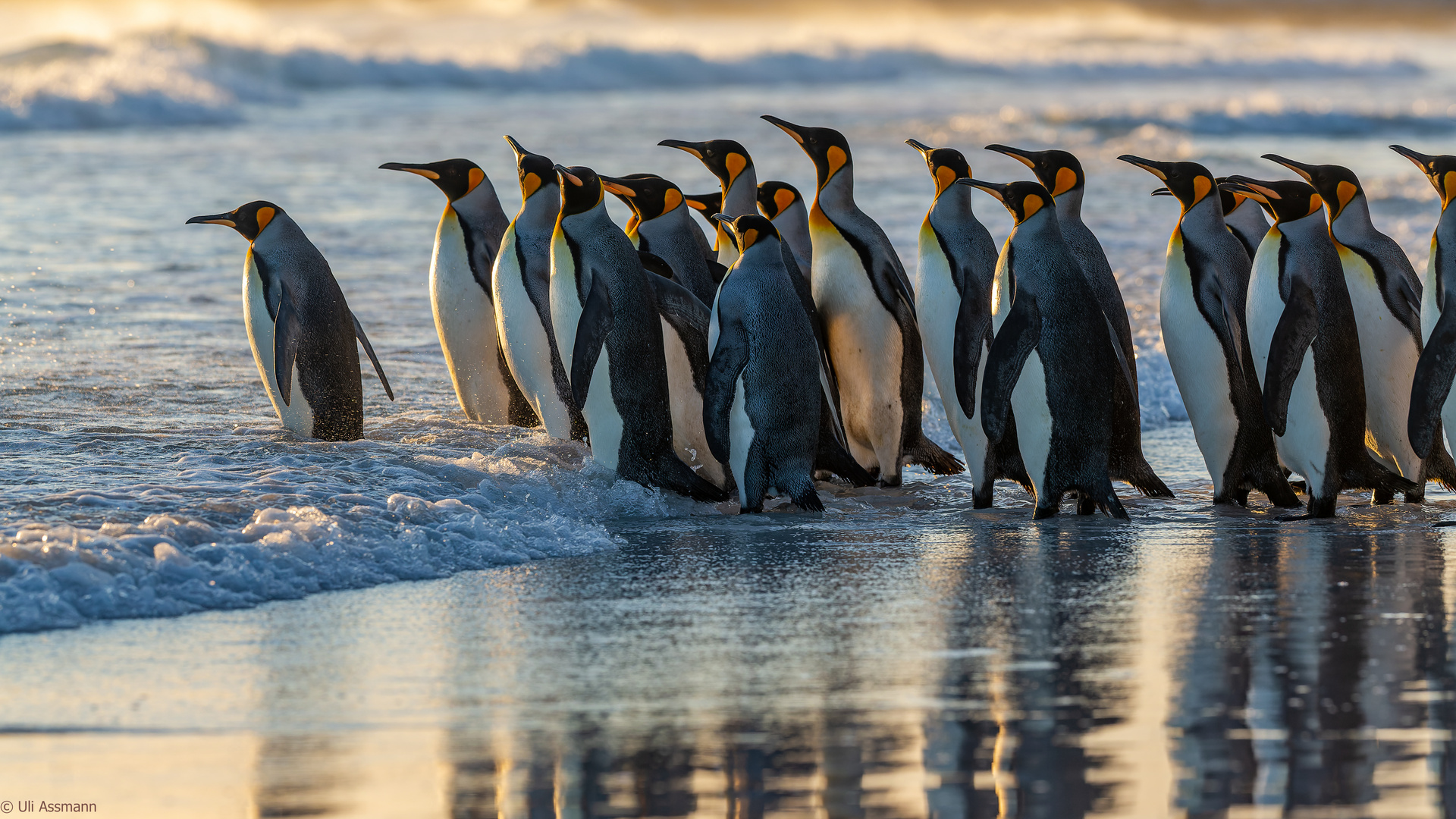 Zum morgendlichen Appell Foto & Bild | world, spezial, natur Bilder auf ...