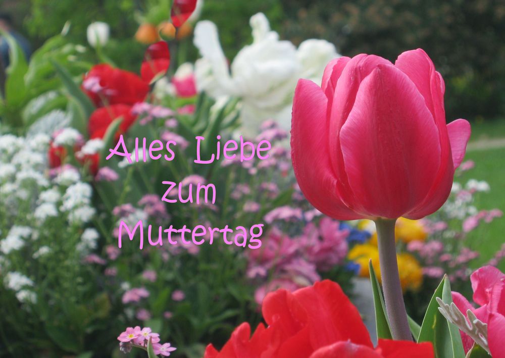 zum Muttertag Foto & Bild | gratulation und feiertage, muttertag ...