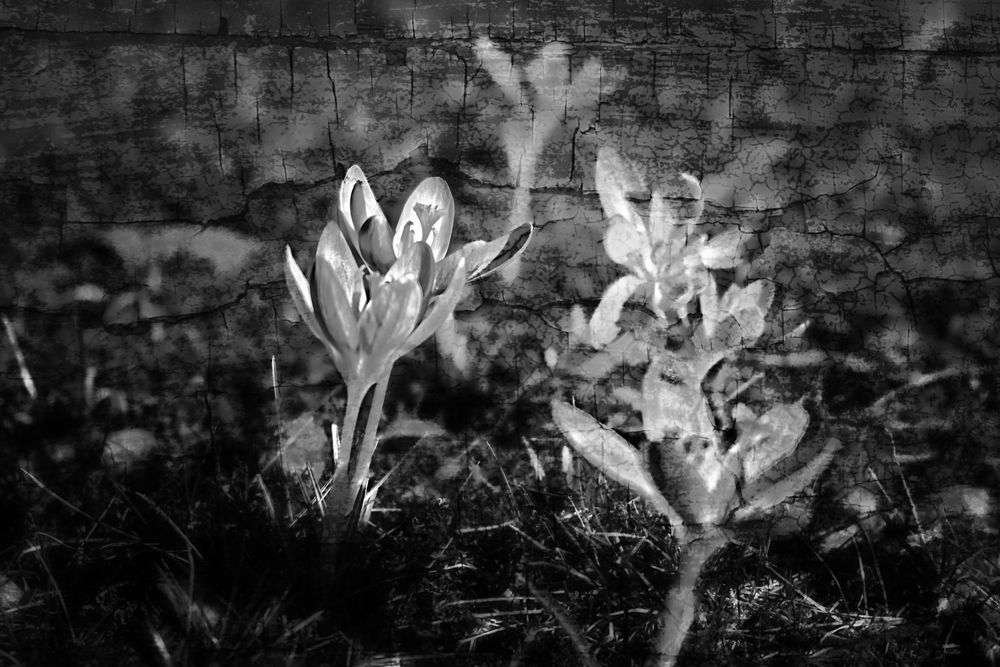 Zum Schwarz-Weißen Freitag - Dem Grau des Winters entstiegen Foto & Bild | pflanzen, pilze ...