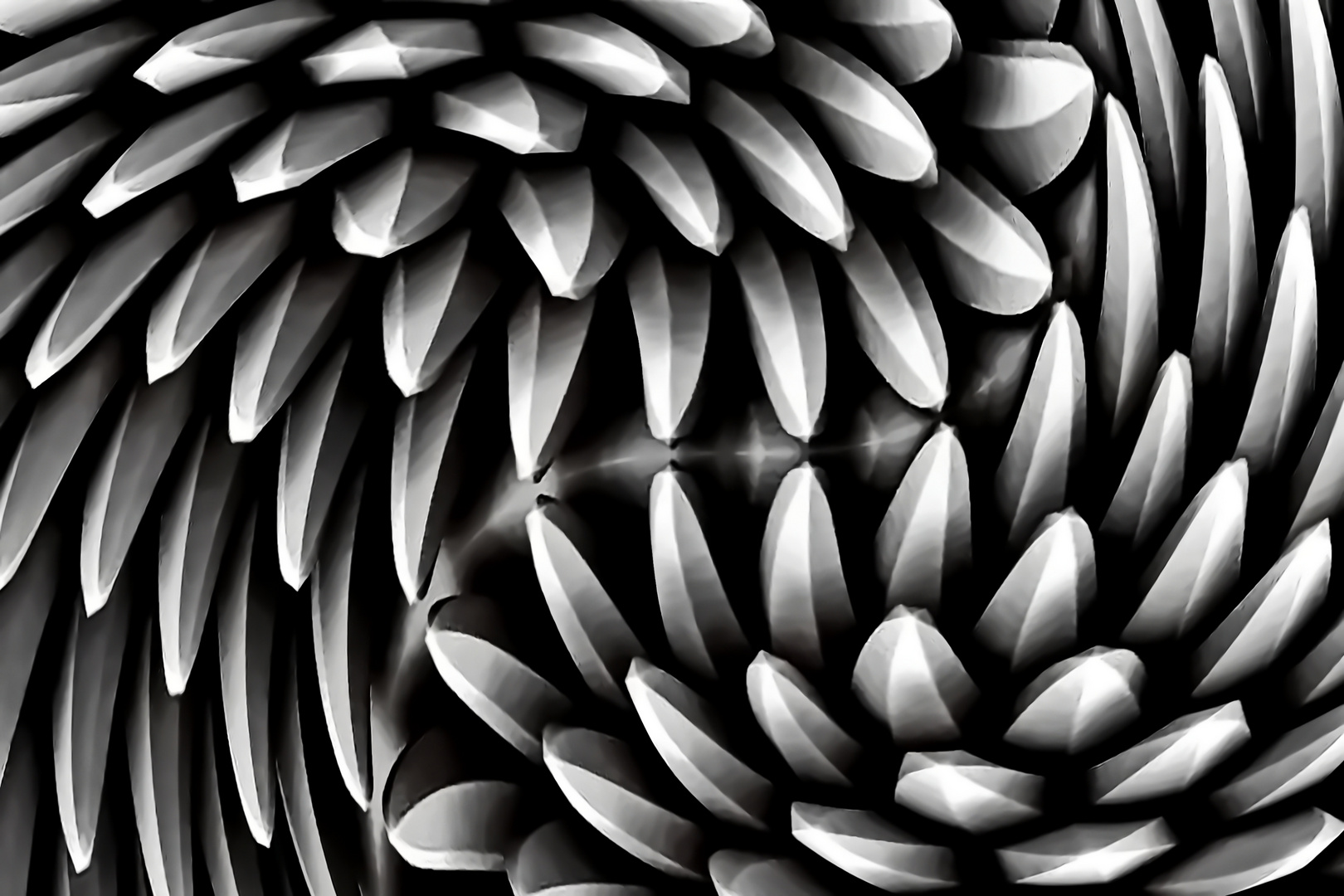 Zum Schwarz-Weißen Freitag - Diese Details einer Chrysanthemenblüte in sw .... Foto & Bild ...