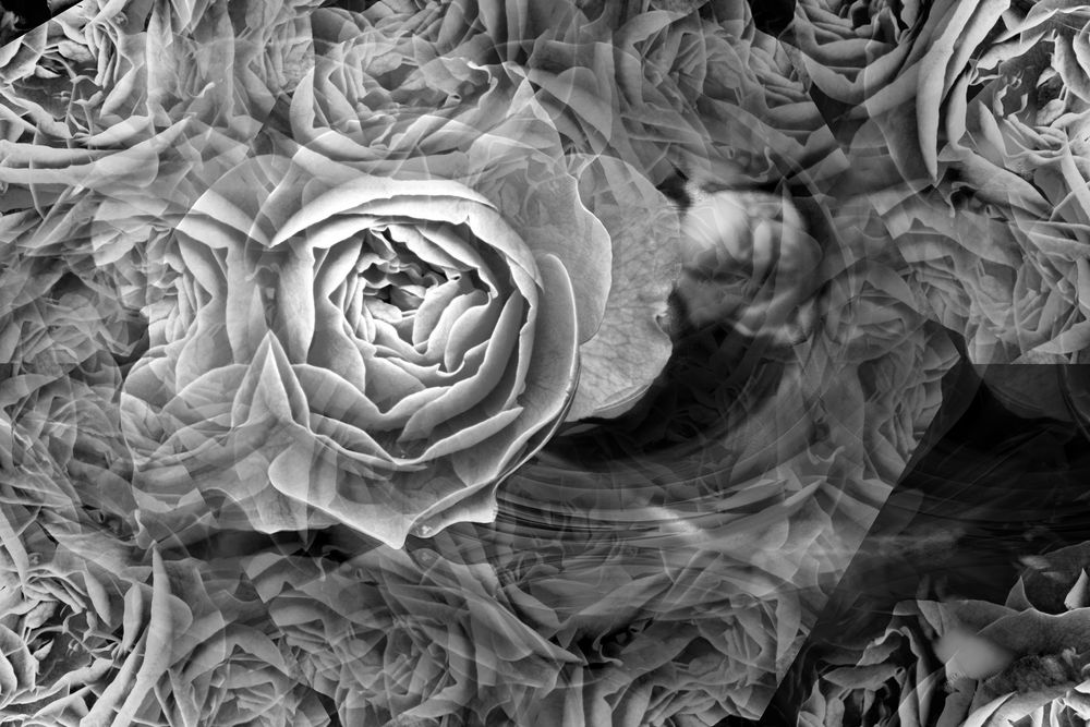 Zum Schwarz-weißen Freitag - Ein Hauch von Rosenduft Foto & Bild | projekte, monochrom ...