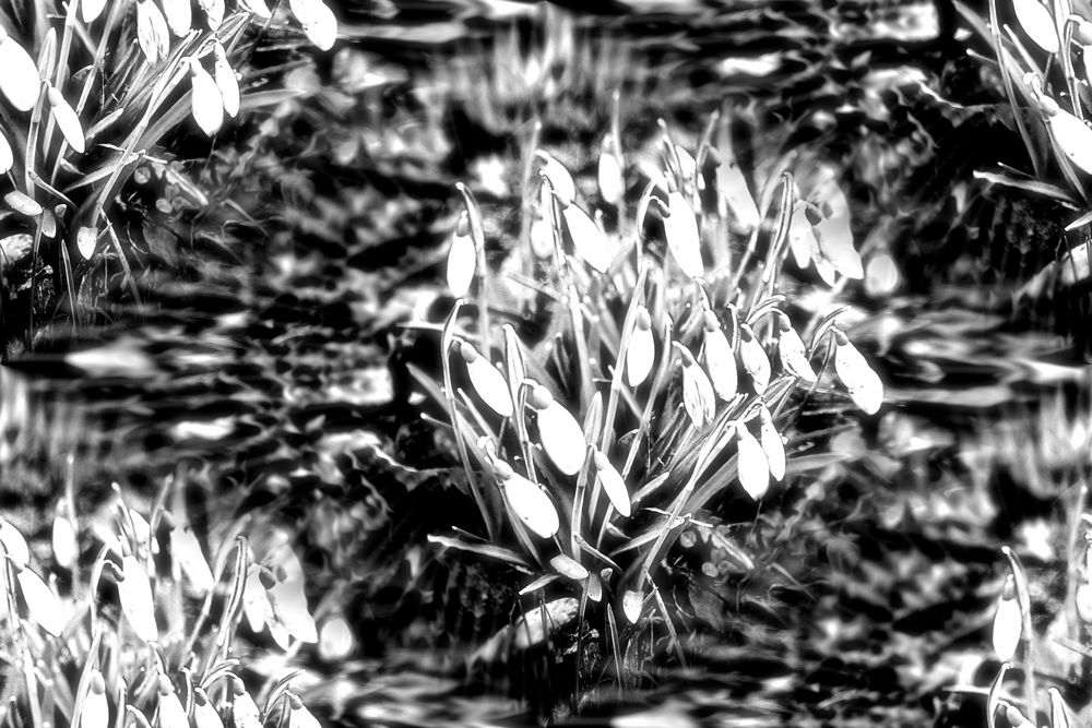 Zum Schwarz-weißen Freitag - Ein hoffnungsvoller Lichtblick Foto & Bild | pflanzen, pilze ...