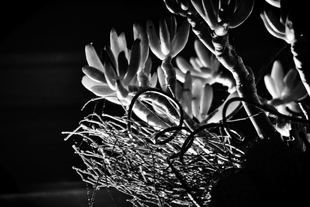 Zum Schwarz-weißen Freitag - In einer friesischen Vollmondnacht ... Foto & Bild | projekte ...