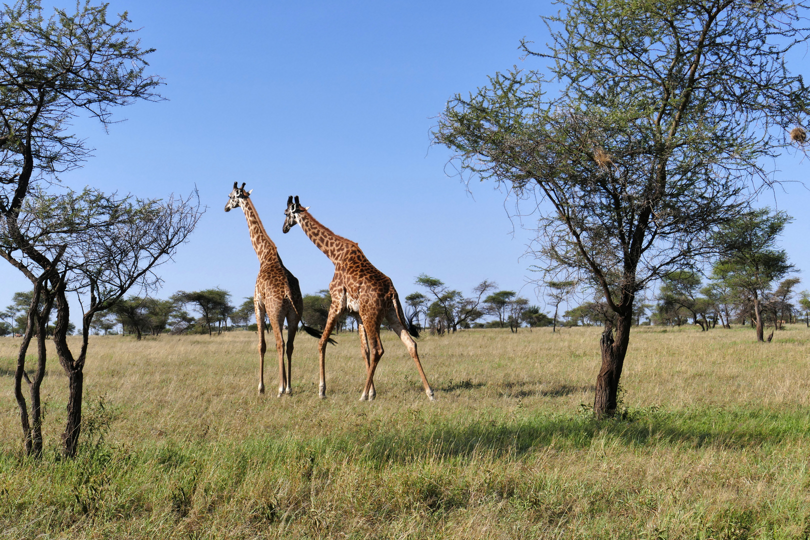 ...zum Tag der Giraffe - WWF... Foto & Bild | world, afrika, africa ...