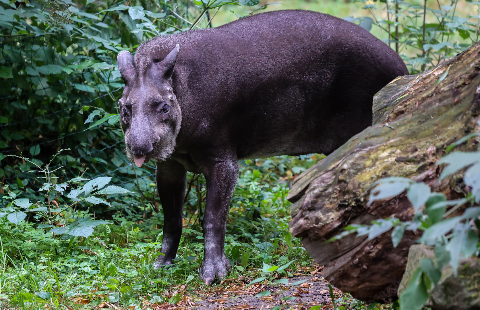 Zunge raus Foto & Bild | fotos, canon, world Bilder auf fotocommunity