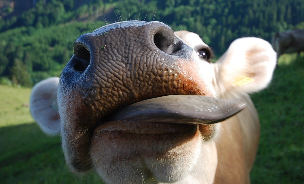 Zunge raus Foto & Bild | tiere, natur Bilder auf fotocommunity