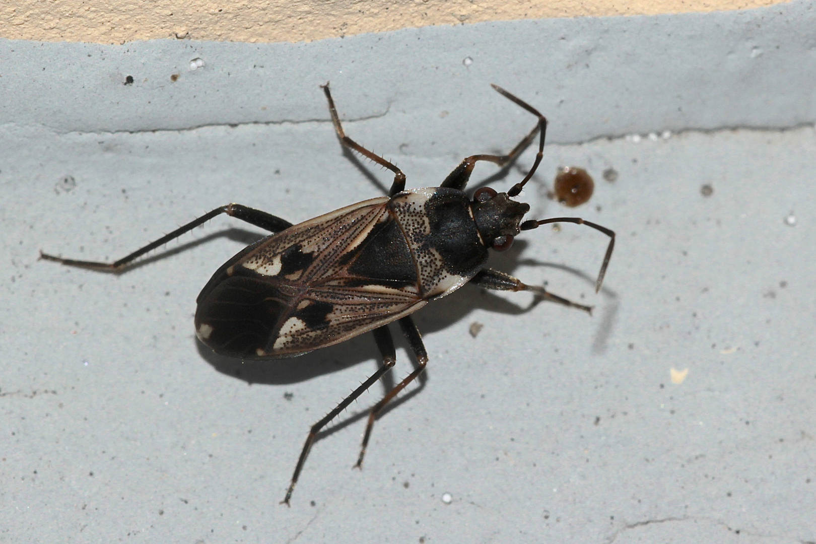 Zur Familie der Boden- (oder Lang-) Wanzen (Lygaeidae) ... Foto & Bild ...