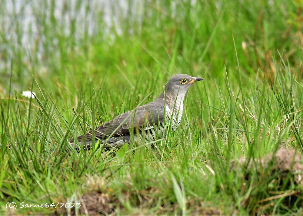 ..zur schönen Maienzeit.. Foto & Bild | tiere, wildlife, wild lebende vögel Bilder auf fotocommunity