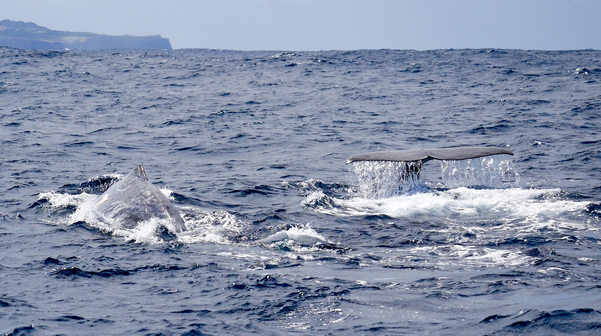 Zwei abtauchende Pottwale Foto & Bild | europe, portugal, tiere Bilder ...